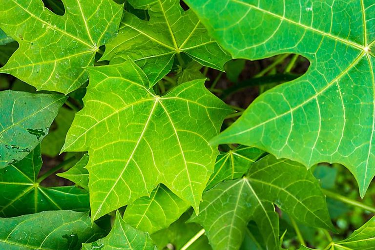 Chaya CHEFIN Australia