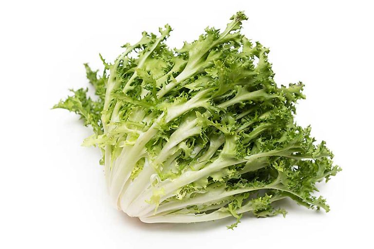 Endive CHEFIN Australia