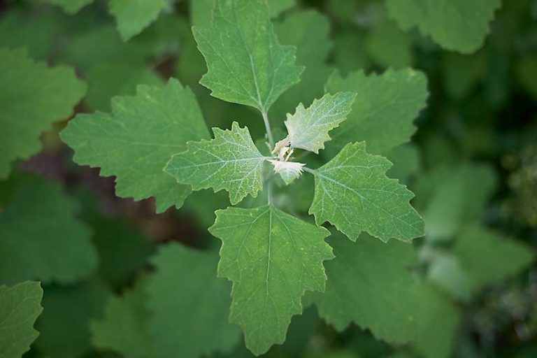 Fat-hen CHEFIN Australia
