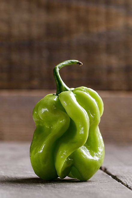 Habanero CHEFIN Australia