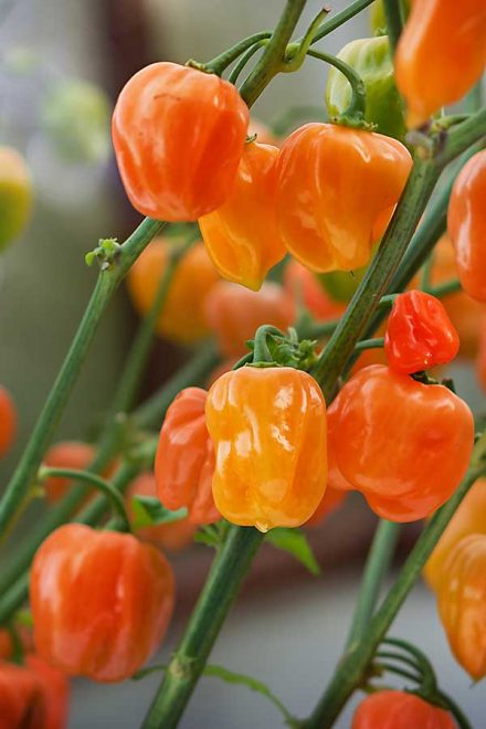 Habanero CHEFIN Australia