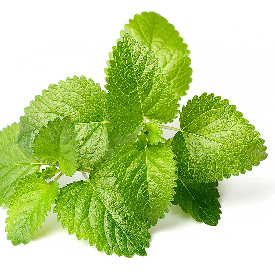 Lemon Balm CHEFIN Australia Lemon Balm CHEFIN Australia