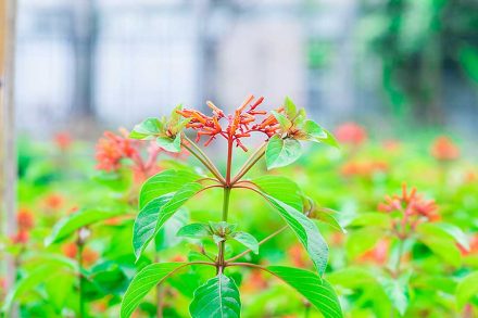 Quassia CHEFIN Australia