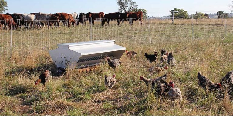 Grassland Poultry – CHEFIN Australia