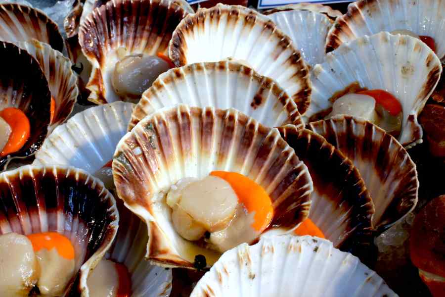 Scallop s – CHEFIN Australia