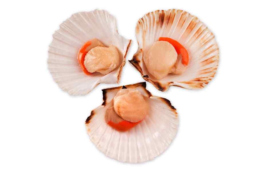 Scallop s – CHEFIN Australia